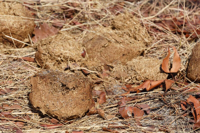 Estrume Do Elefante, Delta De Okavango, Botswana Foto de Stock - Imagem ...