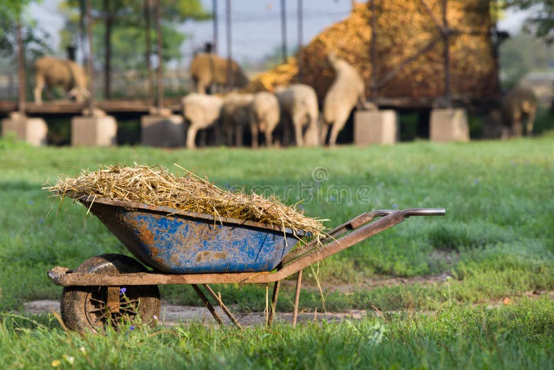 Adubo Home Do Estrume Para O Jardim Vegetal Imagem de Stock - Imagem de ...