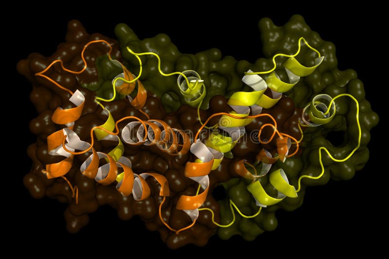 Estrutura Química Da Molécula De Citocina Produzida Por Interferão Gama ...