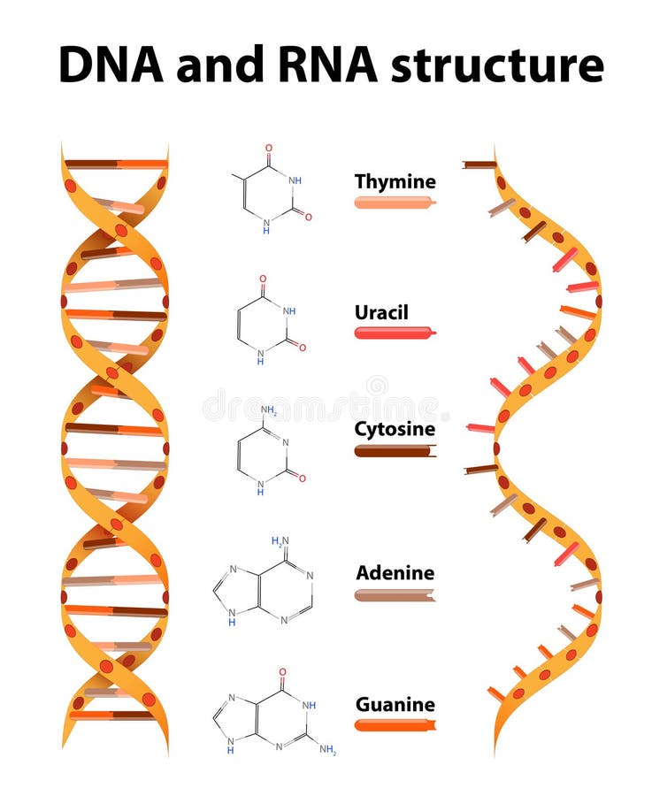 Estrutura do ADN e do RNA ilustração do vetor. Ilustração de adenina ...