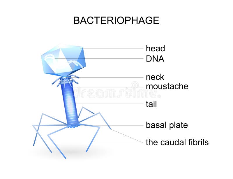 A Estrutura Do Bacteriófago Vírus Ilustração do Vetor - Ilustração de ...