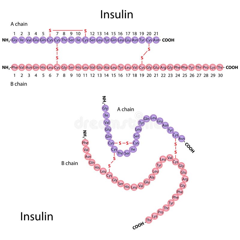 Estrutura Do Insulin Humano Ilustração do Vetor - Ilustração de ...