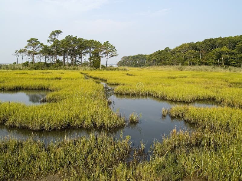 Estuary stock photo. Image of estuary, water, coastline - 3210270
