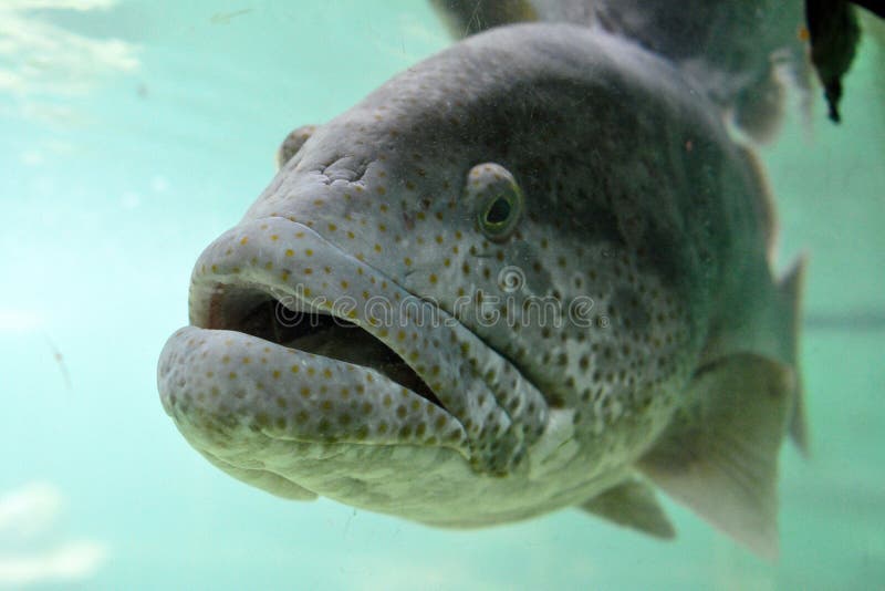 Estuary Cod Epinephelus Coioides Stock Photo - Image of coastal ...