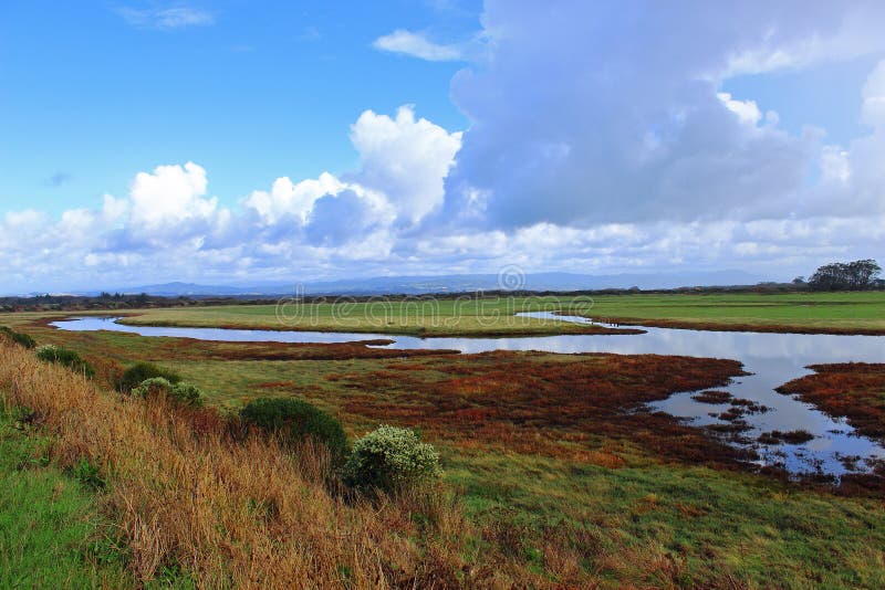 Estuary Landscape stock photo. Image of greenery, plants - 49897988