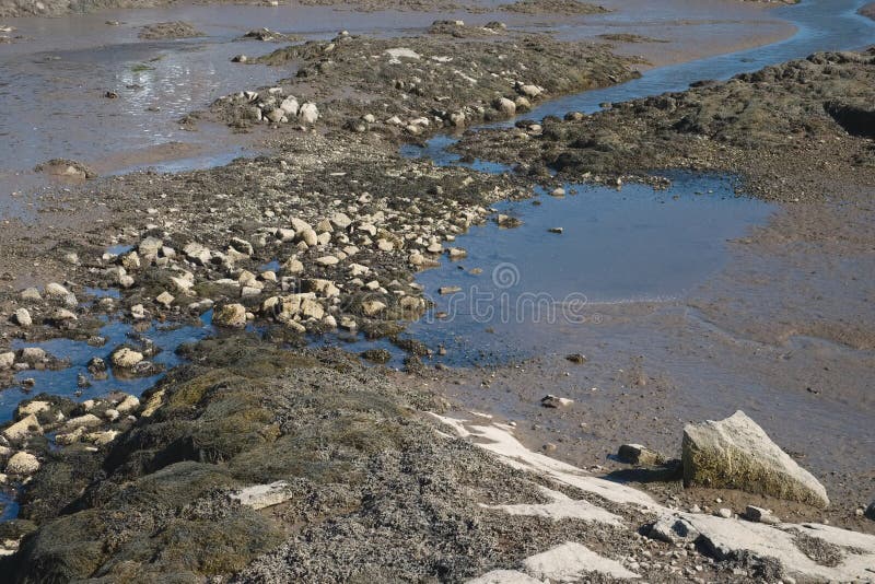 Estuary Low Tide Exposes the Thick Mud and Seaweed and Barnacle Stock ...