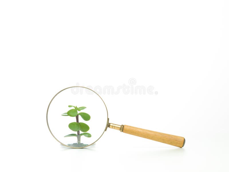 Estudando Uma Planta Através De Uma Lupa Foto de Stock - Imagem de ...