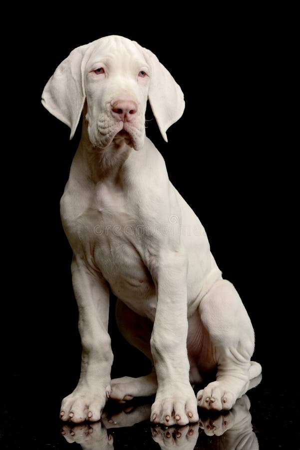 Estudio Tirado De Un Perrito Lindo De Great Dane Imagen de archivo ...