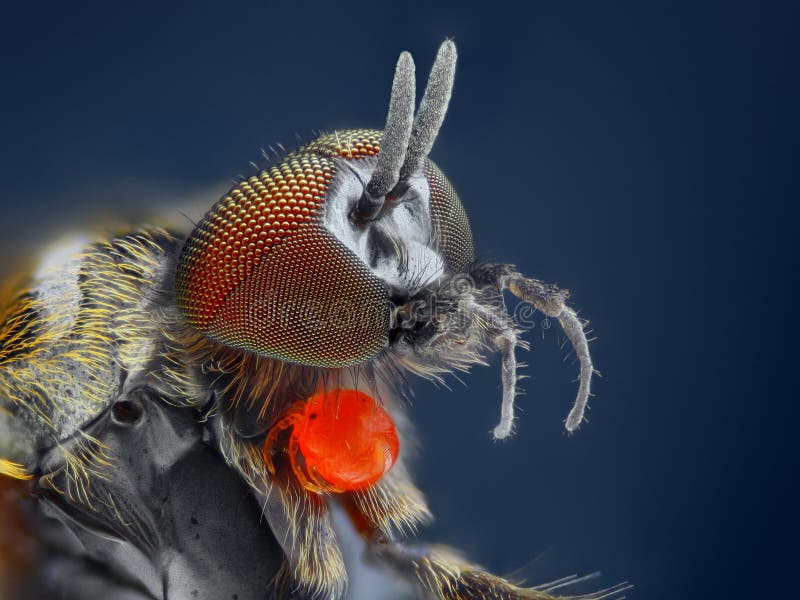 Estudo Afiado E Detalhado Extremo Da Mosca Do Simuliidae Foto de Stock ...