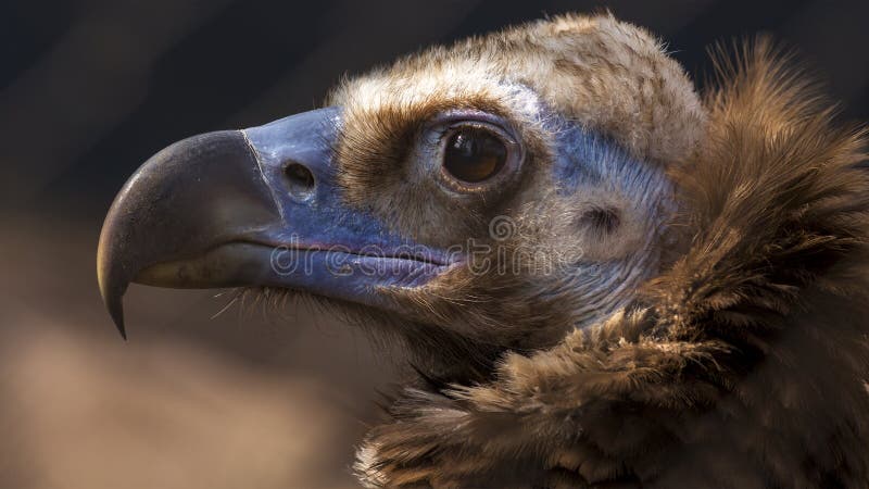 Estudo do abutre imagem de stock. Imagem de cara, arrepiante - 125454689