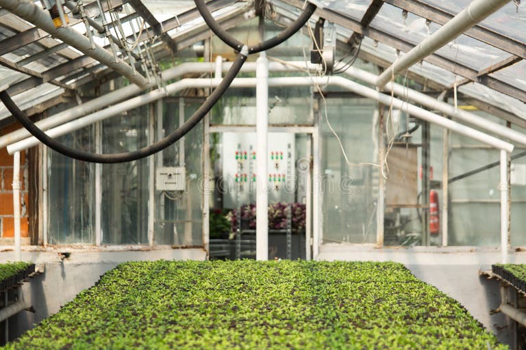 Estufa Com Controle Do Microclima Imagem de Stock - Imagem de ...