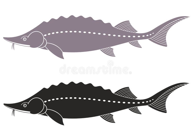 Ensemble D'illustrations De Vecteur D'esturgeon Illustration de Vecteur ...