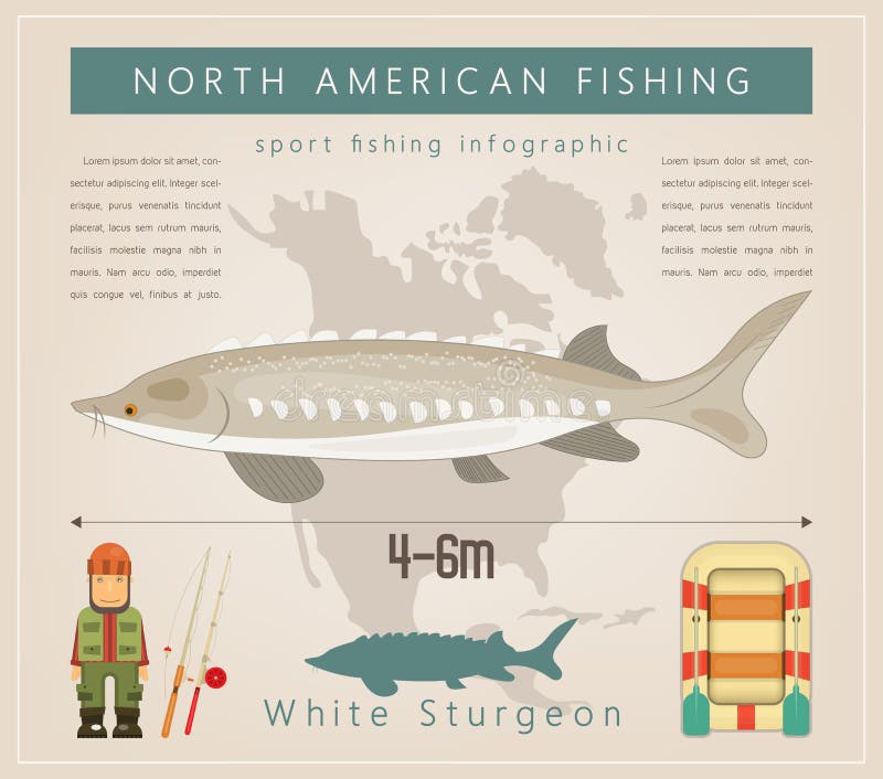 Esturgeon Stock Illustrations, Vecteurs, & Clipart – (1,980 Stock ...