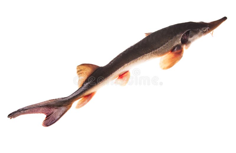 Esturgeon d'isolement image stock. Image du nature, seafood - 28952587