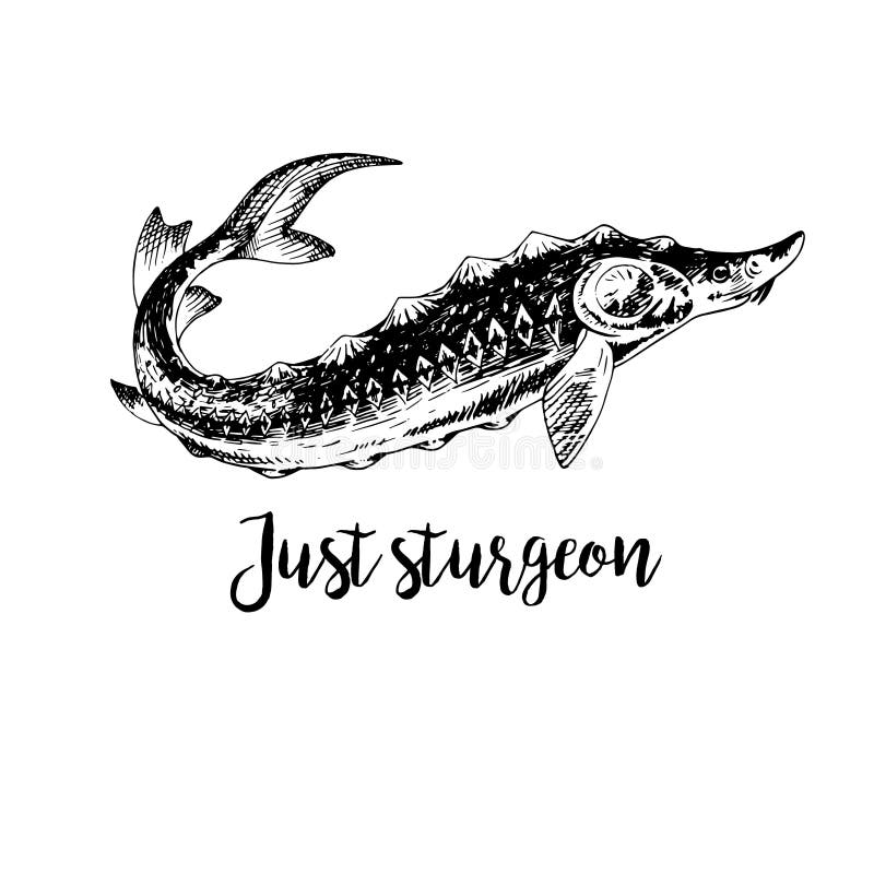 Esturgeon illustration de vecteur. Illustration du fond - 45685968