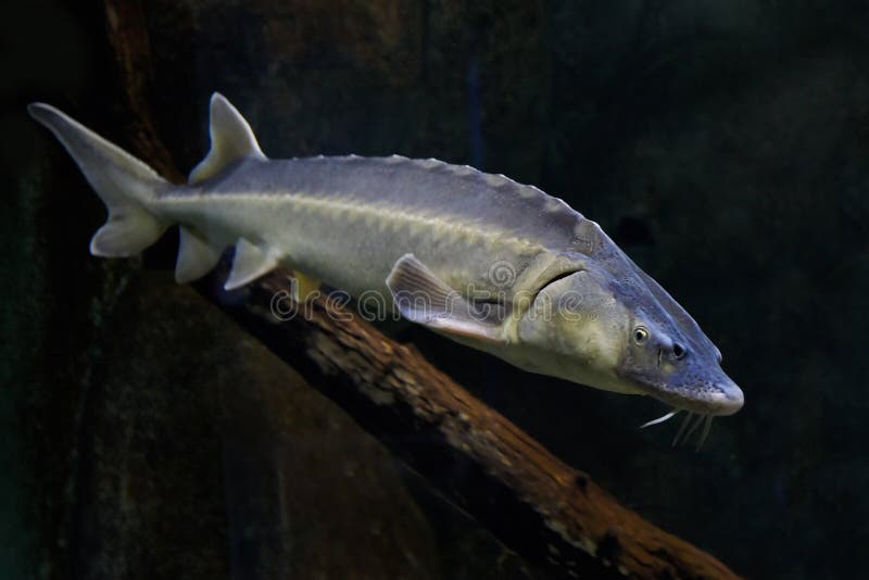 Beluga, Esturión Europeo (huso De Huso) Imagen de archivo - Imagen de ...