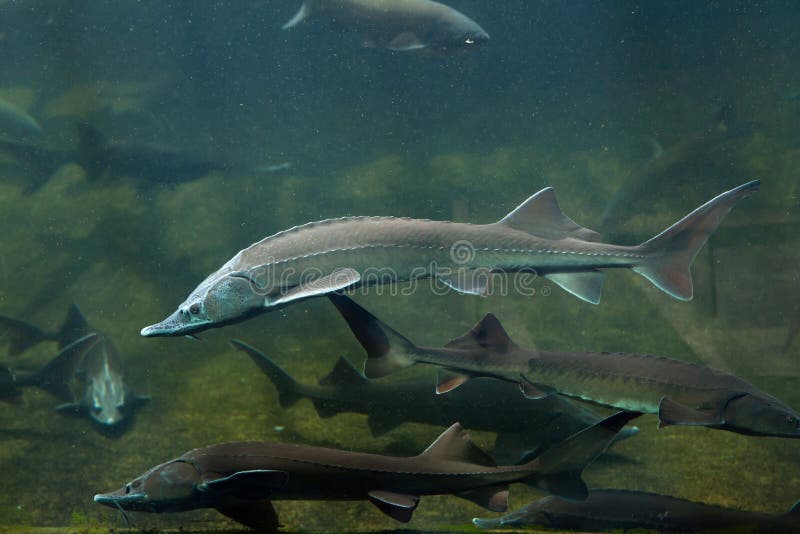 Esturión (Acipenser) imagen de archivo. Imagen de agua - 25925795
