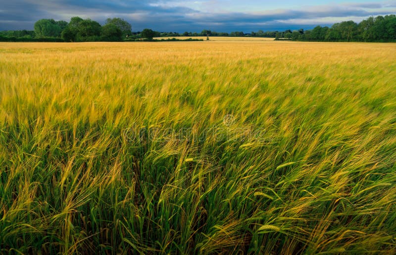 Champ D'orge Au Coucher Du Soleil Image stock - Image du lames, ferme ...