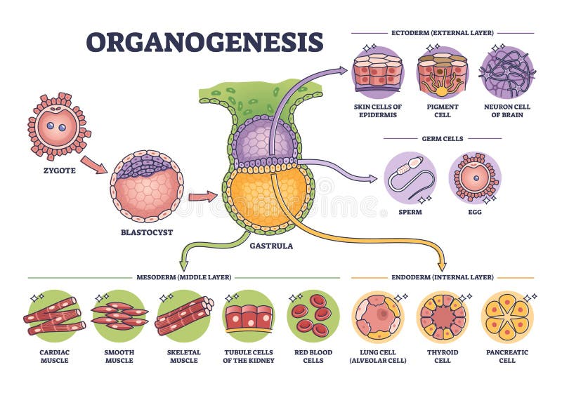 Etapas De La Fase De Organogénesis Del Esquema Del Proceso De