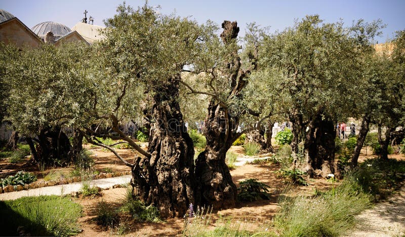 Eternal olive tree stock image. Image of green, holy - 67115995