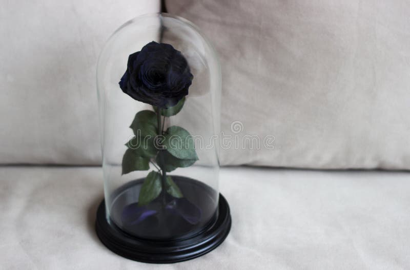 Black Rose in a Flask. Long-lasting Rose, Preserved Stock Image - Image ...