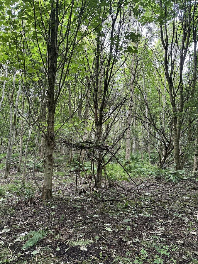 Etheral Forest Scape with a Hand Built Tree Fort Stock Photo - Image of ...