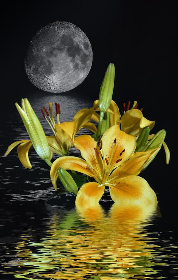 Ethereal Concept of a Lily Emerging from Water into a Reflection of a ...