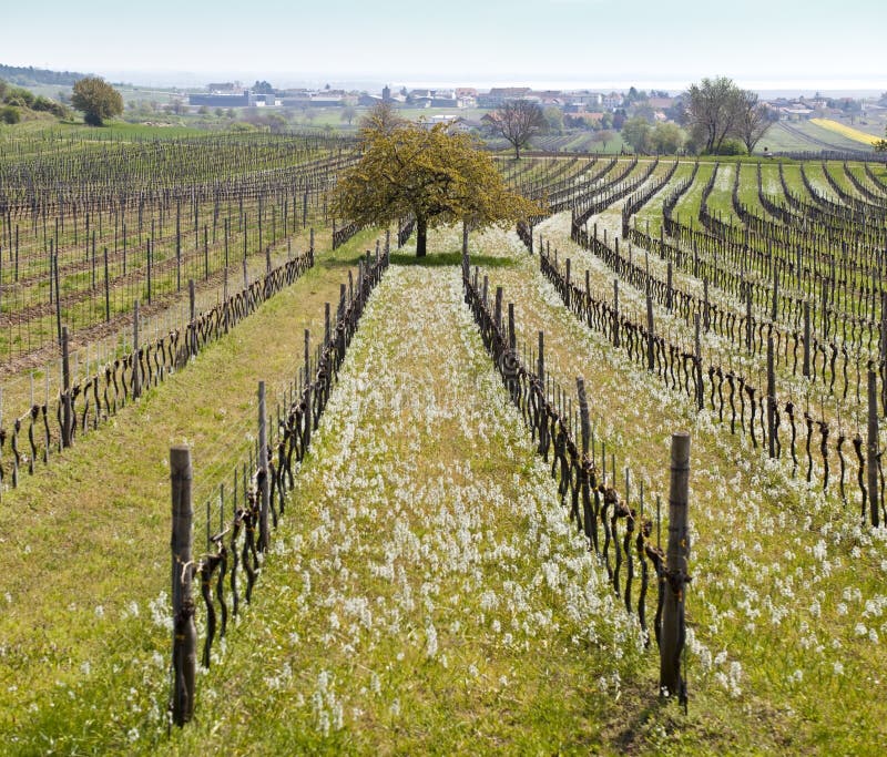 Ethereal Landscape in Spring Stock Image - Image of gardening, culture ...