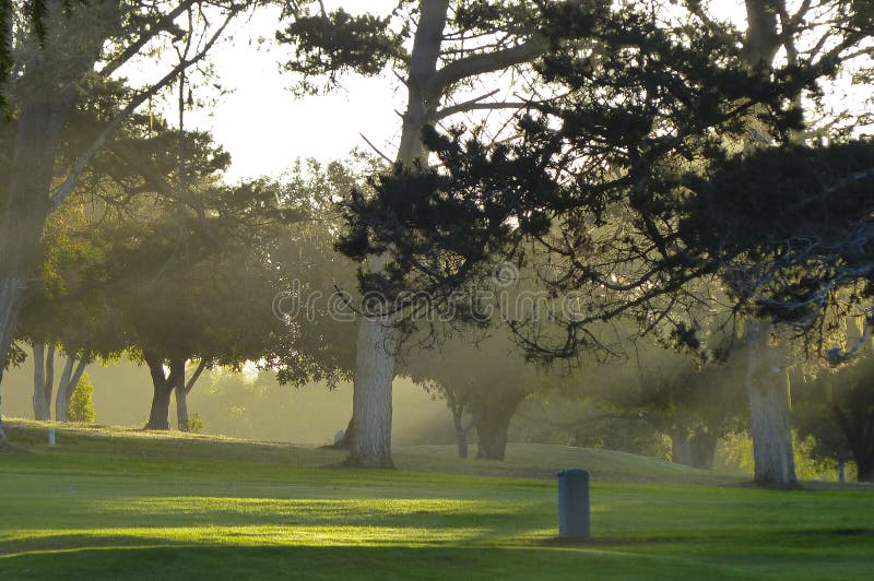 An Ethereal View of Trees stock image. Image of recreation - 45009883