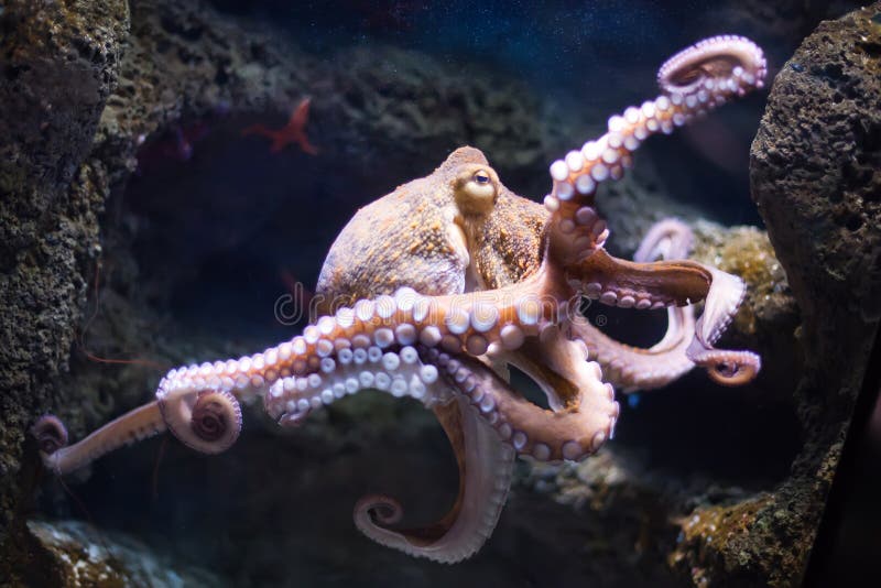 Octopus Vulgaris Weekdier Onder Water in Het Oostelijk Deel Van De ...