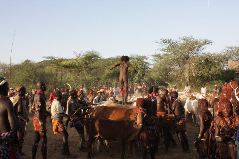 Ethiopia editorial stock image. Image of tribe, bull - 20575554