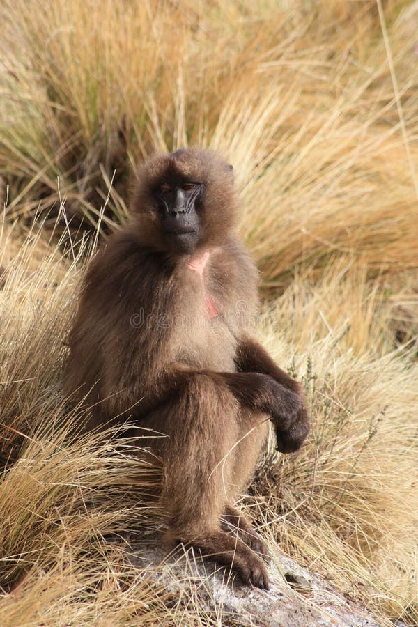 Baboos stock image. Image of indian, yellow, bamboos - 86570793