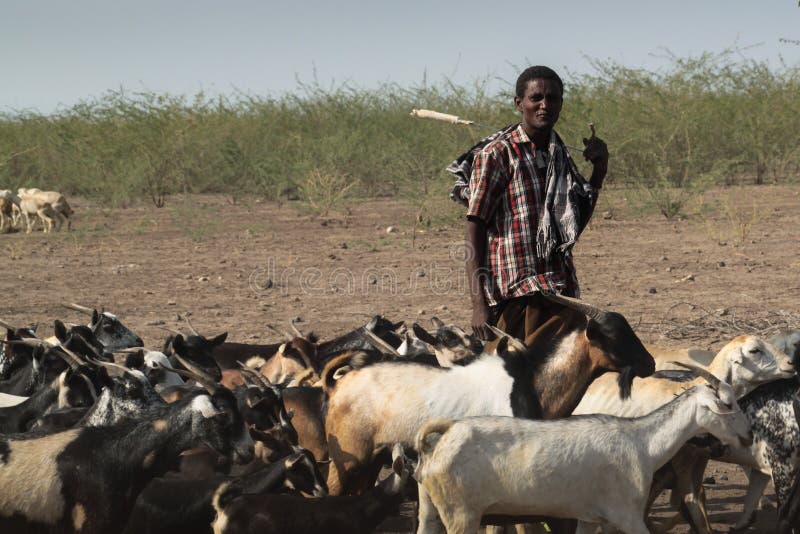 Ethiopian Shepherd Western Ethiopia