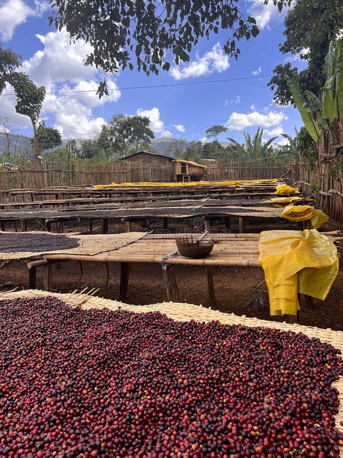 Ethiopian Coffee Cherries Lying To Dry in the Sun in a Drying Station ... Ethiopian Coffee Cherries Lying To Dry in the Sun in a Drying Station ...