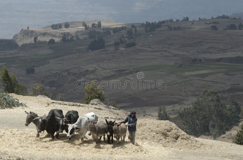 Ethiopian Farmer editorial photography. Image of rural - 17967477