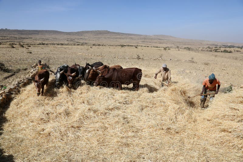Ethiopian Farmer Using His Cows for Threshing Harvest Editorial Stock ...