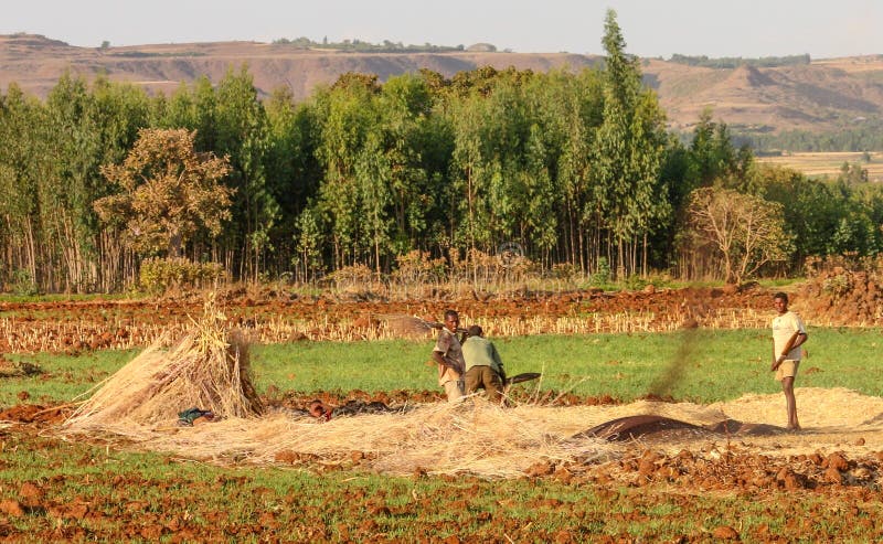Ethiopian agriculture stock photo. Image of africa, farm - 14363504
