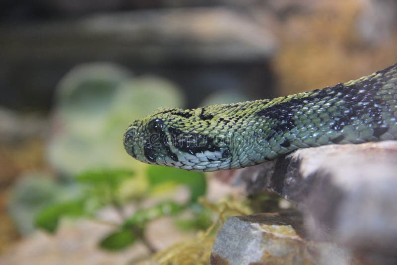 Ethiopian Mountain Adder
