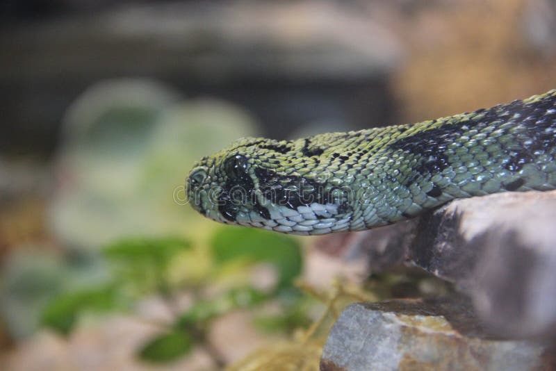 Ethiopian Mountain Viper Stock Photos - Free & Royalty-Free Stock ...