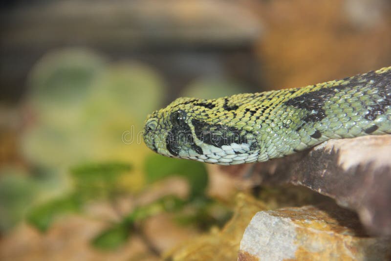 Ethiopian Mountain Adder, Bitis Parviocula, a Very Rare Viper Lives in ...