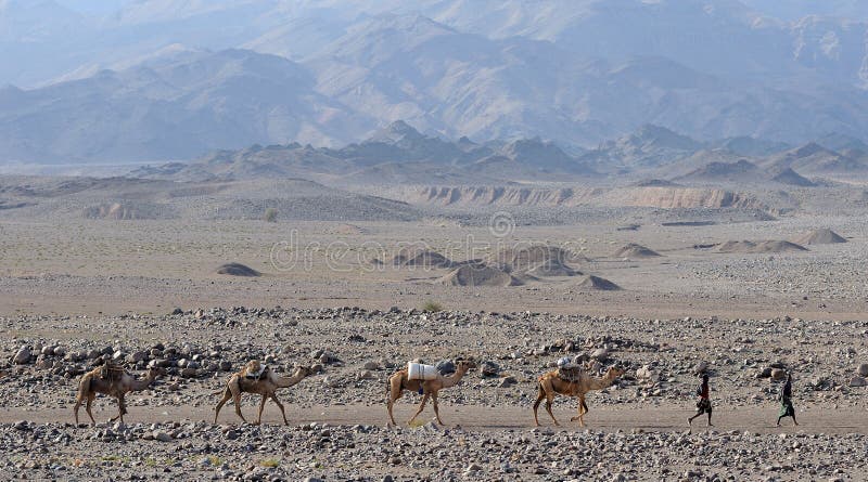Ethiopian salt caravan editorial stock photo. Image of labour - 23555568