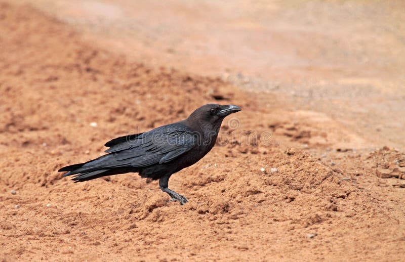 Ethiopische Raaf, Somali Crow, Corvus Edithae Stock Image - Image of ...