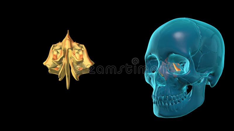 Ethmoid Bone - 3D MODEL ANIMATION Stock Footage - Video of bone ...