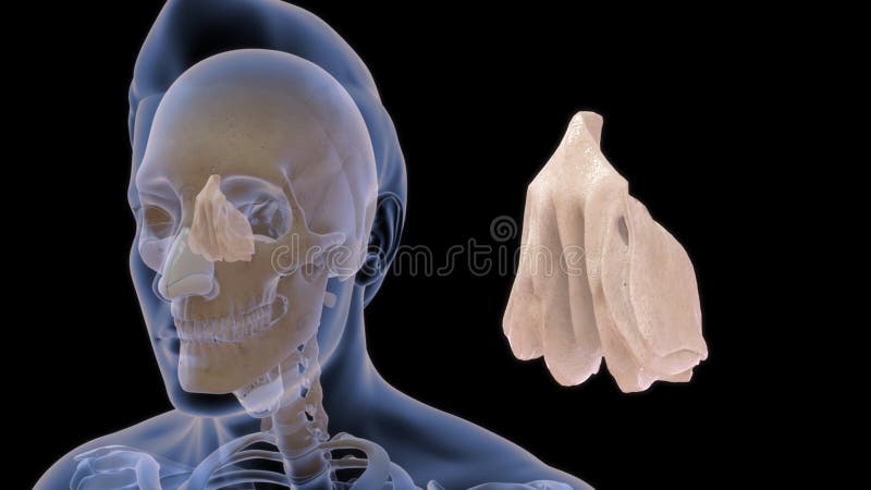 Location of Ethmoid Bone in Human Stock Illustration - Illustration of ...