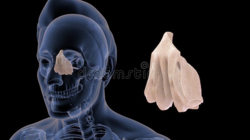 Ethmoid Anatomy