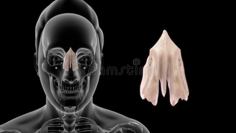 Location of Ethmoid Bone in Human Stock Illustration - Illustration of ...