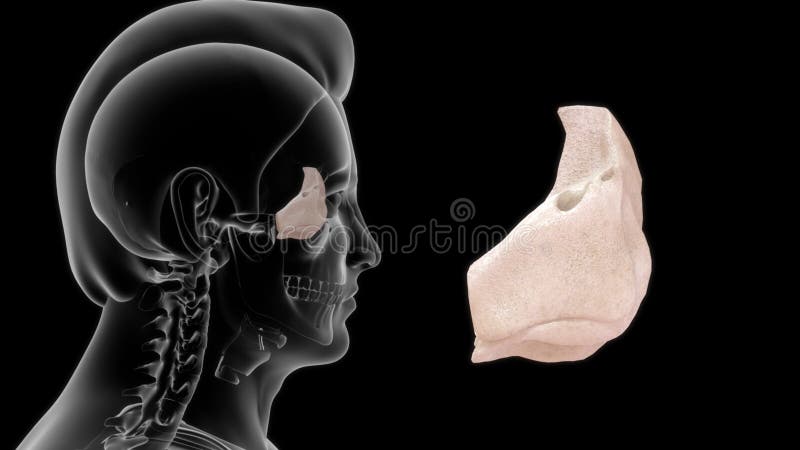 Location of Ethmoid Bone in Human Stock Illustration - Illustration of ...