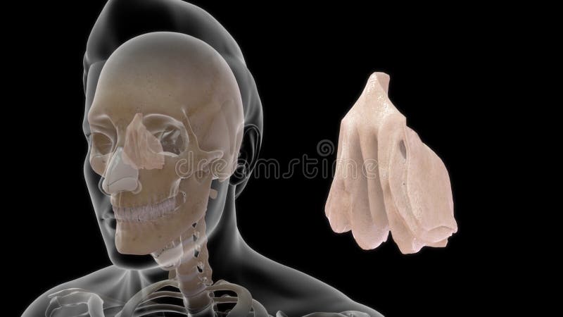 Location of Ethmoid Bone in Human Stock Illustration - Illustration of ...