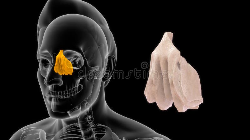 Location of Ethmoid Bone in Human Stock Illustration - Illustration of ...