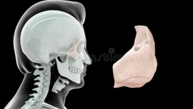 Location of Ethmoid Bone in Human Stock Illustration - Illustration of ...